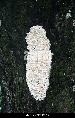 Northern Tooth, Climacodon Septentrionalis, a massive mushroom growing ...