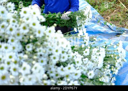 farmer woman arranging chrysanthemum flower for sale. flowers delivery ...