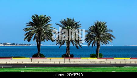 Palm trees in Doha Stock Photo - Alamy