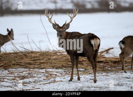 Deer and hind in winter, Lithuania Stock Photo - Alamy