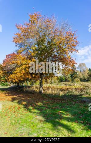 A view of Pat Ryan Field in Seatc, Washington in the autumn Stock Photo ...