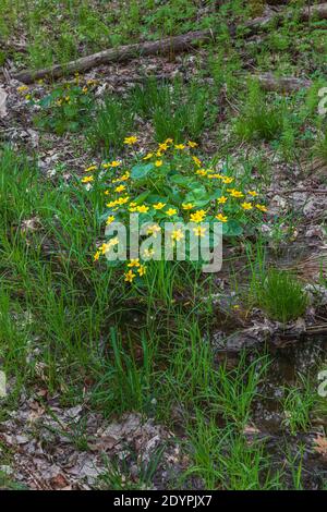 Marsh marigold growing in northern Wisconsin Stock Photo - Alamy
