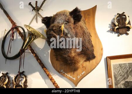 divoký kanec , prase divoké , Sus scrofa , trofej , klektáky , hlava ...