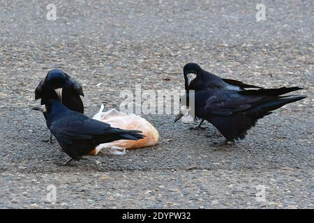 Rook eating bread, Saatkrähe, Corvus frugilegus, vetési varjú Stock ...