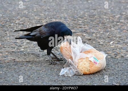 Rook eating bread, Saatkrähe, Corvus frugilegus, vetési varjú Stock ...