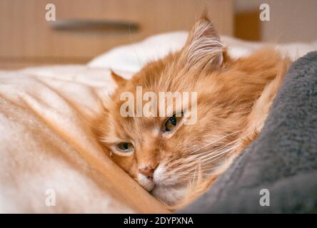 Ginger cat resting in bed Stock Photo - Alamy