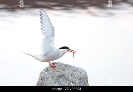 Common tern with fish lands on a rock in Canada Stock Photo - Alamy