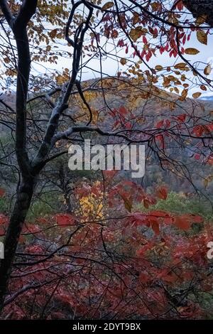 Fall Color Breaks Interstate Park Virginia Stock Photo - Alamy