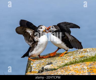 Two Atlantic Puffins Kissing, Portrait Stock Photo - Alamy