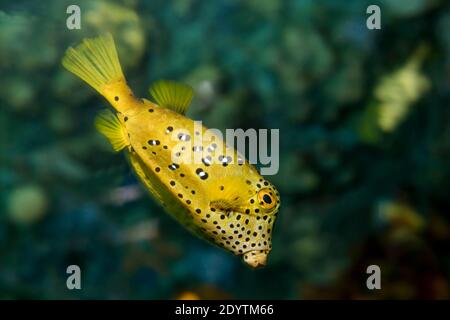 Blue-spotted boxfish, Yellow boxfish, Polka dot boxfish (Ostracion ...