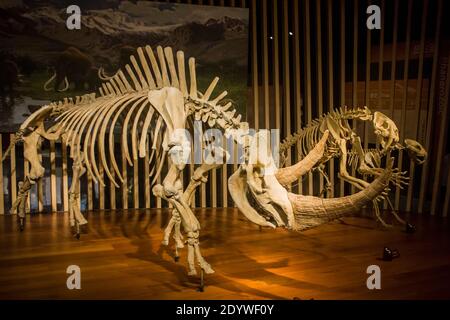 Saber Toothed Tiger Fossil at The Natural History Museum, London Stock ...