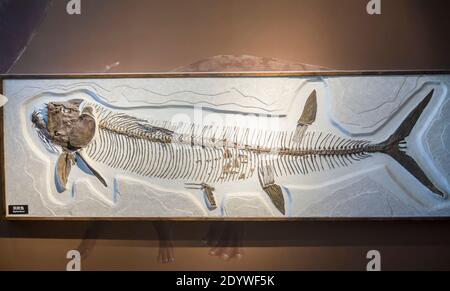 Xiphactinus extinct marine bony predatory fish Dinosaurier Park Germany ...