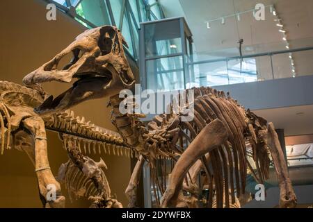 the fossil of prehistoric animal in Shanghai Natural History Museum ...