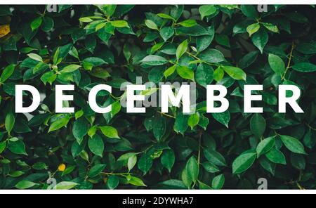 List of calendar months Designed on a natural green leaf background ...