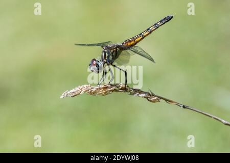 Female blue dasher dragonfly at Lee County Conservation Area in ...