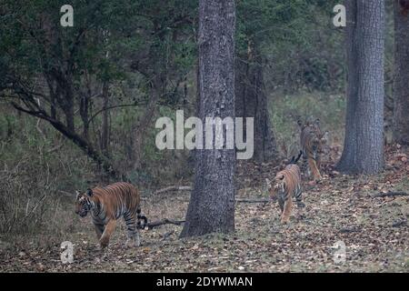 Wild tigress with three young cubs in Ranthambore national park Stock ...