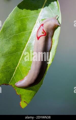 Red Triangle Slug, Triboniophorus graeffei. It is the largest native ...