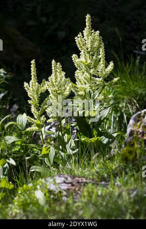 Weisser Germer, Veratrum Album, Giftpflanze Stock Photo - Alamy