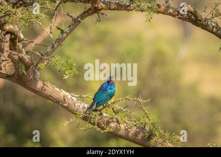 Ruppell's starling, Lamprotornis purpuroptera, also known as Rueppell's ...