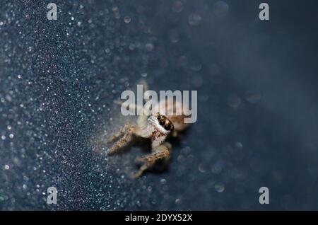 Jumping spider in the Garajonay National Park Stock Photo - Alamy