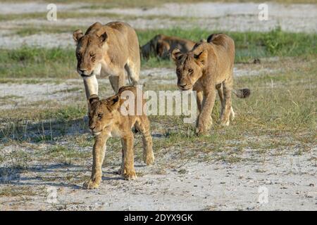 African Lion (Panthera lio). Walking in the open, with a determined ...