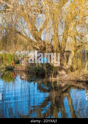A weeping willow tree on the bank of the Marne river and its branches ...