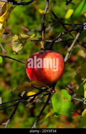 Sunny day in the orchard. Among other apple trees. Green, ripening ...