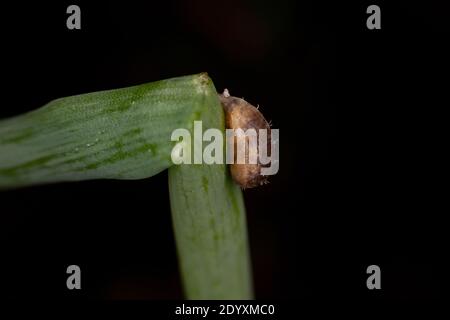 parasitized Hover Fly Pupa of the Genus Dioprosopa Stock Photo - Alamy