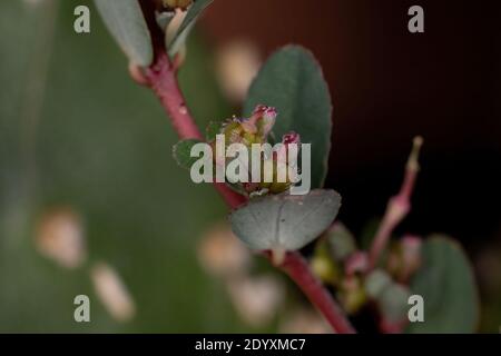 Flowers and Fruits of the Prostrate Sandmat Plant of the species ...