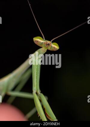 Small Mantid nymph of the Genus Oxyopsis Stock Photo - Alamy