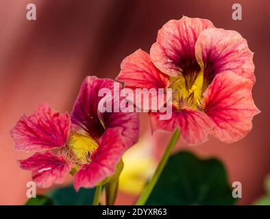 Tropaeolum minus (Nasturtium) 'Ladybird Rose' flowers growing in a ...