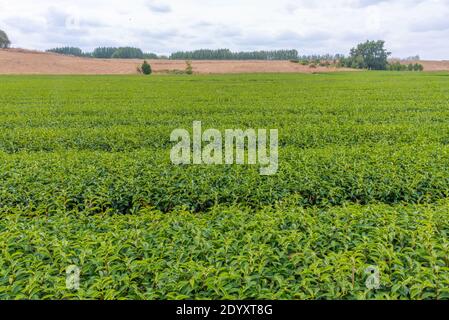 Zealong tea estate at Hamilton, New Zealand Stock Photo - Alamy