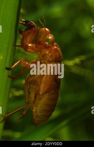 Insect exoskeleton. Shed skin. Exuviae Stock Photo - Alamy