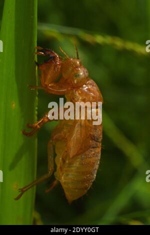 Cicada exoskeleton clinging to a blade of grass. Shed skin. Exuviae ...
