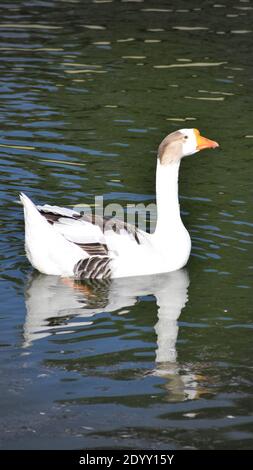A large white goose drinking water from a trough on the backyard farm ...