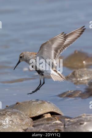 Migratory shorebirds feeding on Horseshoe Crab (Limulus polyphemus ...