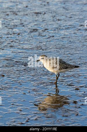 Grey Plover (Pluvialis squatarola) Norfolk November 2025 Stock Photo ...