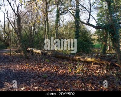 Wall Hall Estate, Aldenham Abbey, UK. Magnificent Estate of Woodland ...