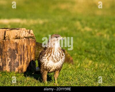A young common buzzard in rural mid Wales Stock Photo - Alamy