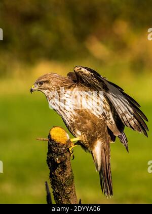 Young buzzard in mid Wales Stock Photo - Alamy