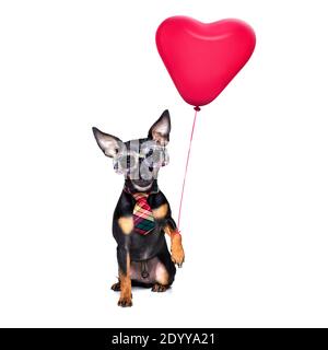 red Prague Ratter Stock Photo - Alamy