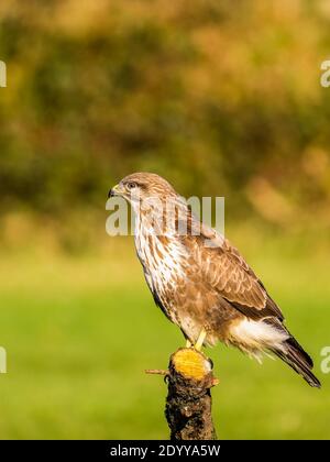 A young common buzzard in rural mid Wales Stock Photo - Alamy