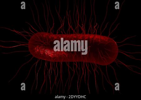 Illustration of the Escherichia coli, or E. coli bacteria. E. coli is a ...