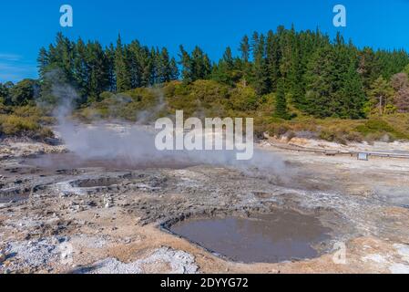 Hell's Gate Geothermal Reserve in New Zealand Stock Photo - Alamy
