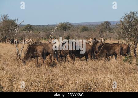 A herd of Blue Wildebeest in Kruger National Park Stock Photo - Alamy