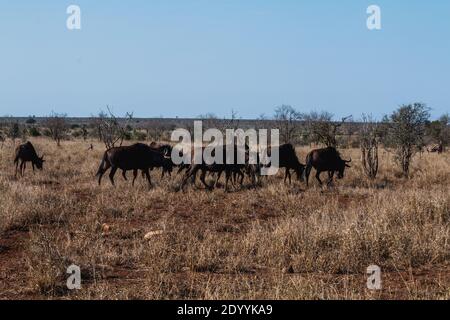 A herd of Blue Wildebeest in Kruger National Park Stock Photo - Alamy