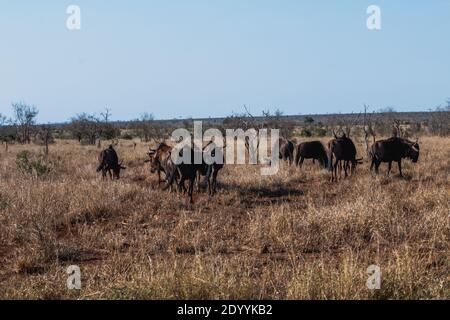 A herd of Blue Wildebeest in Kruger National Park Stock Photo - Alamy