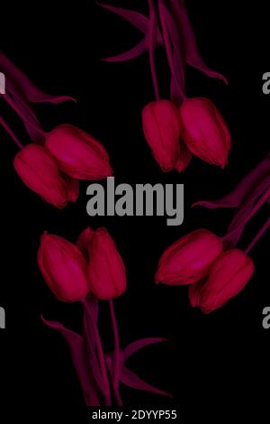 Beautiful field of pink or Magenta tulips close up. Spring background ...