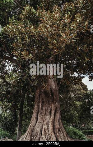 Giant fig tree in public park seen in Martinique island. French West ...