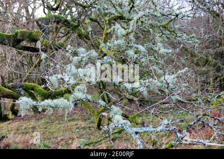 Lichen (Ramalina farinacea) on a tree trunk, Provence, Southern France ...
